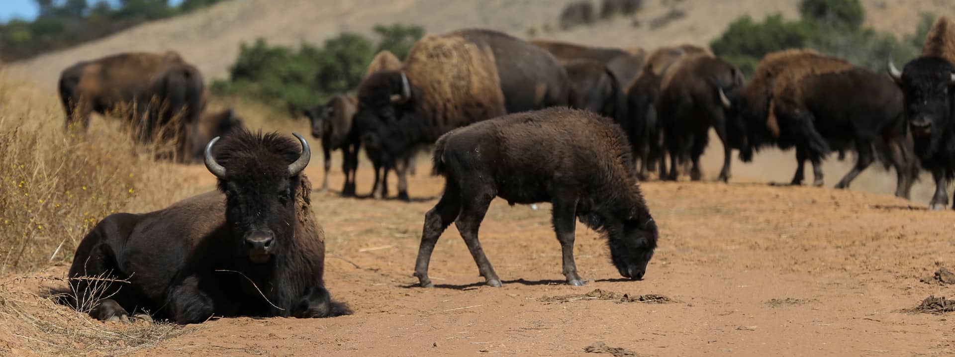 Home - Show Me Bison Meats LLC
